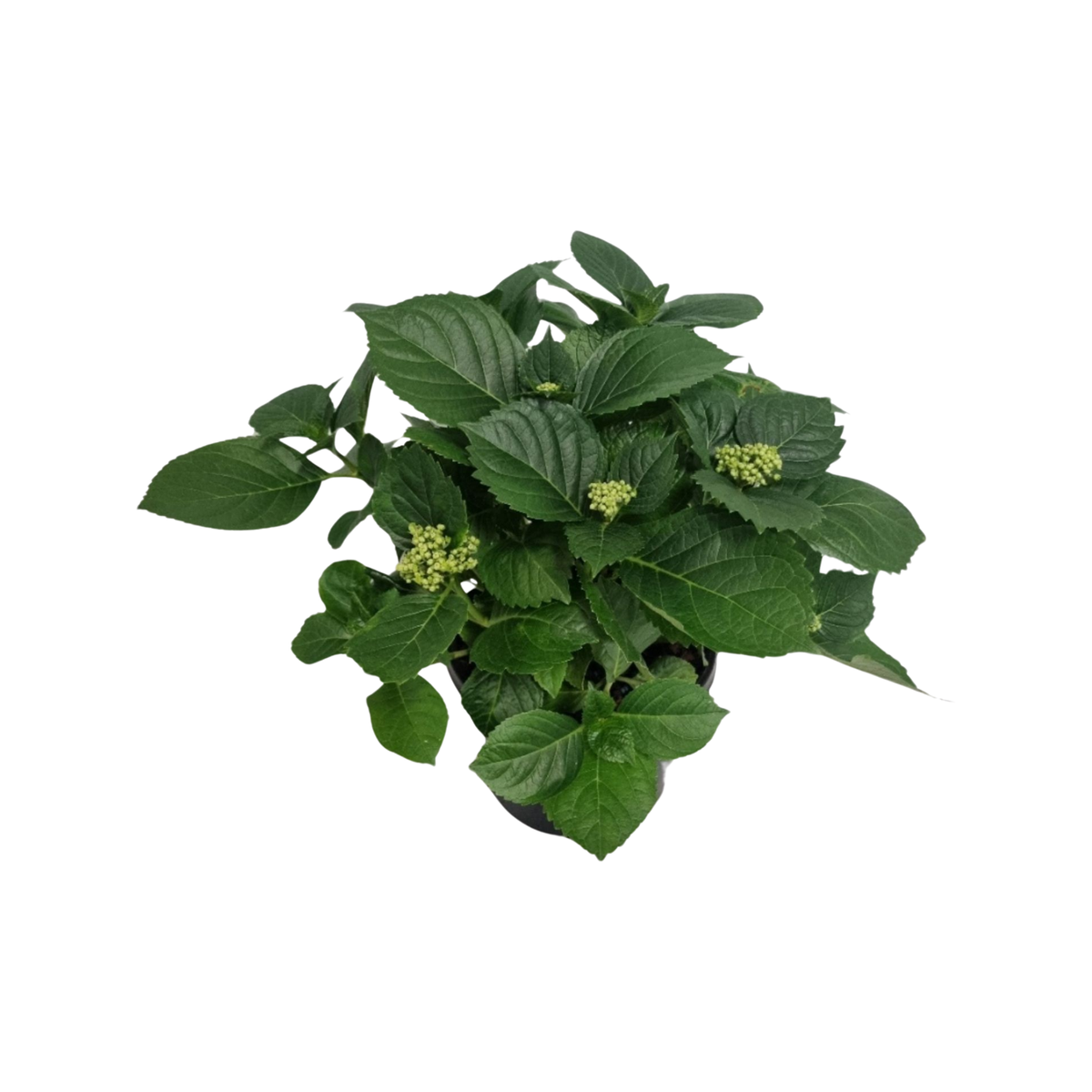 180mm Hydrangea Tea Time Red - Hydrangea macrophylla - Bunnings Australia