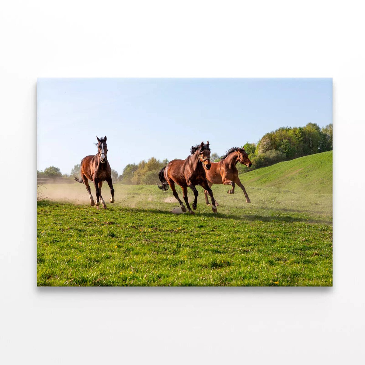 Three Horses at Full Gallop View Print 100% Australian Made 90 x 60cm ...