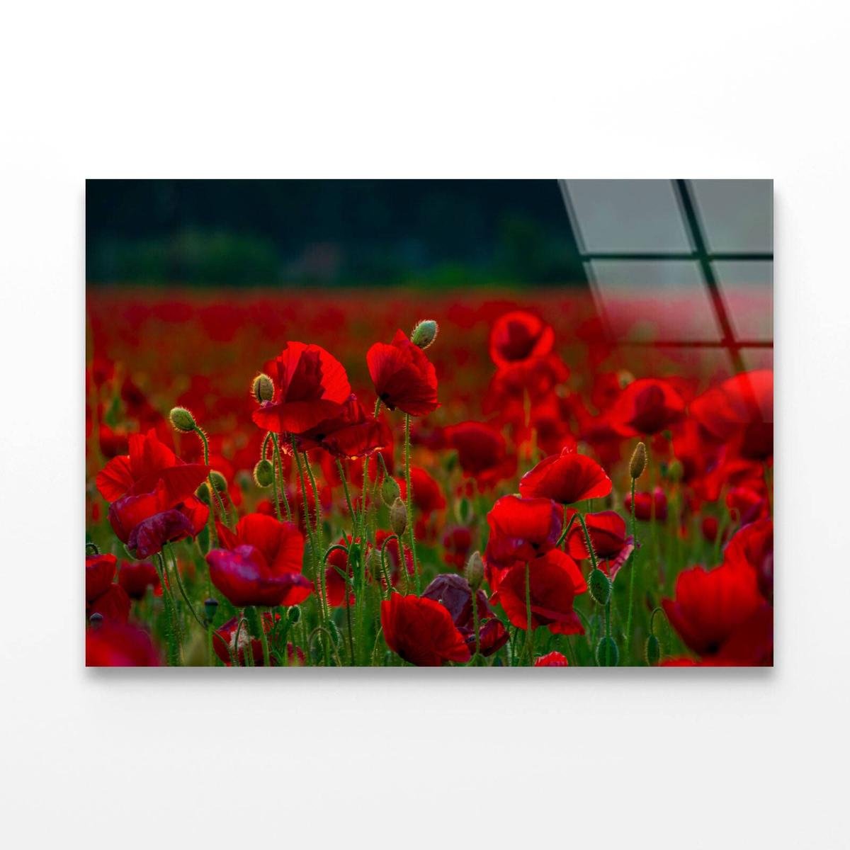 Poppy Flowers Close-up Print 100% Australian Made 90 x 60cm (Acrylic ...