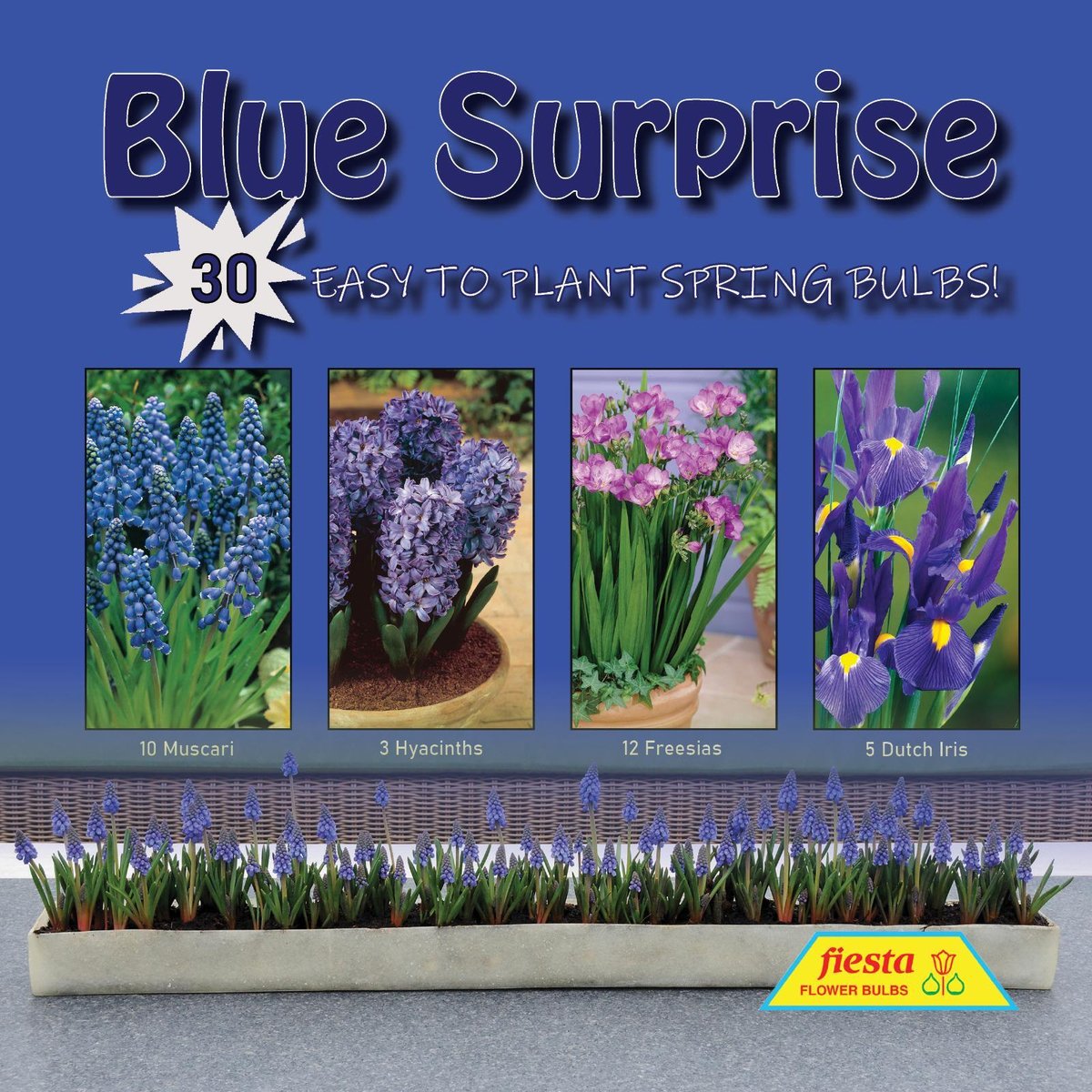 Fiesta Flower Bulbs Blue Surprise Colour Combo - 30 Bulbs - Bunnings ...