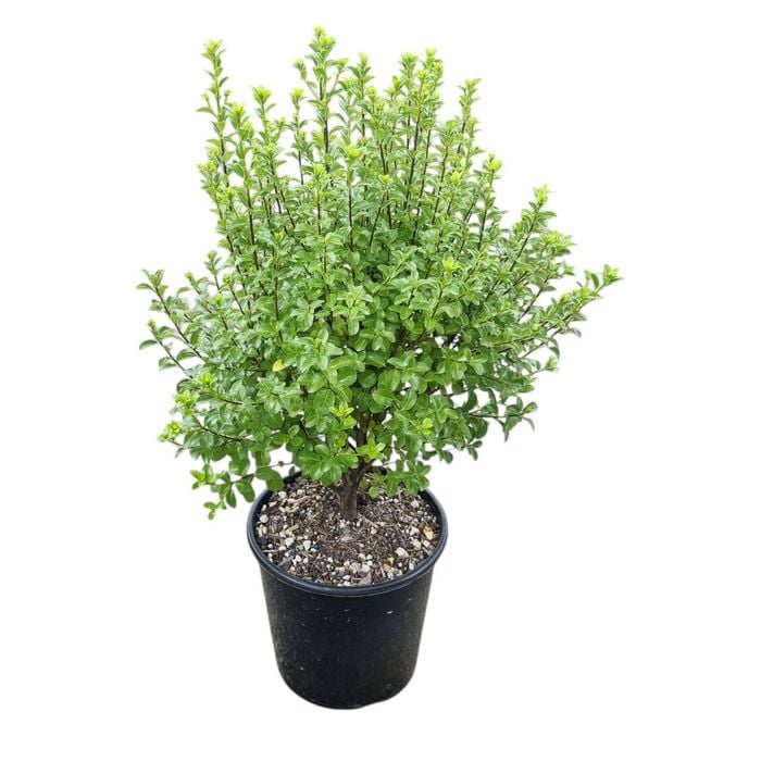 6L Kohuhu - Pittosporum tenuifolium Mountain Green - Bunnings New Zealand