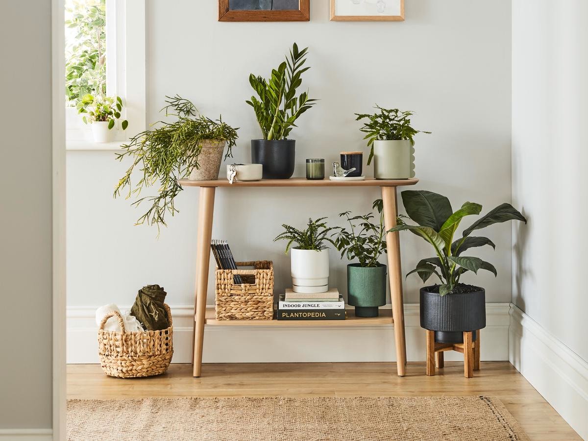 Ten Perennially Popular Indoor Plants - Bunnings New Zealand