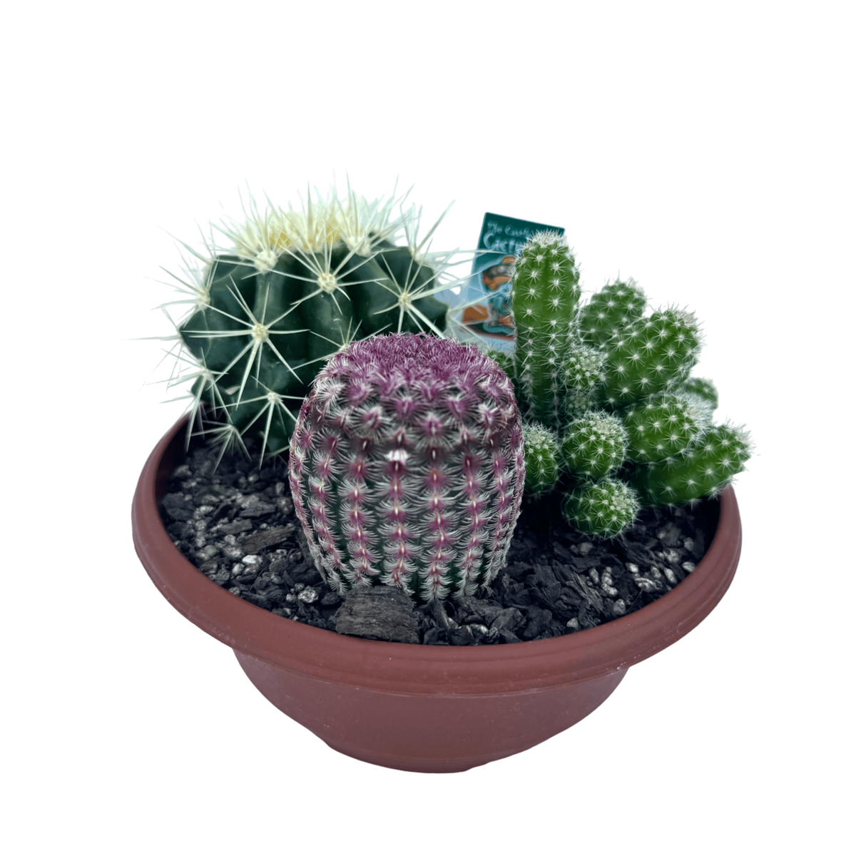 17cm Cacti Assorted Garden - Bunnings New Zealand