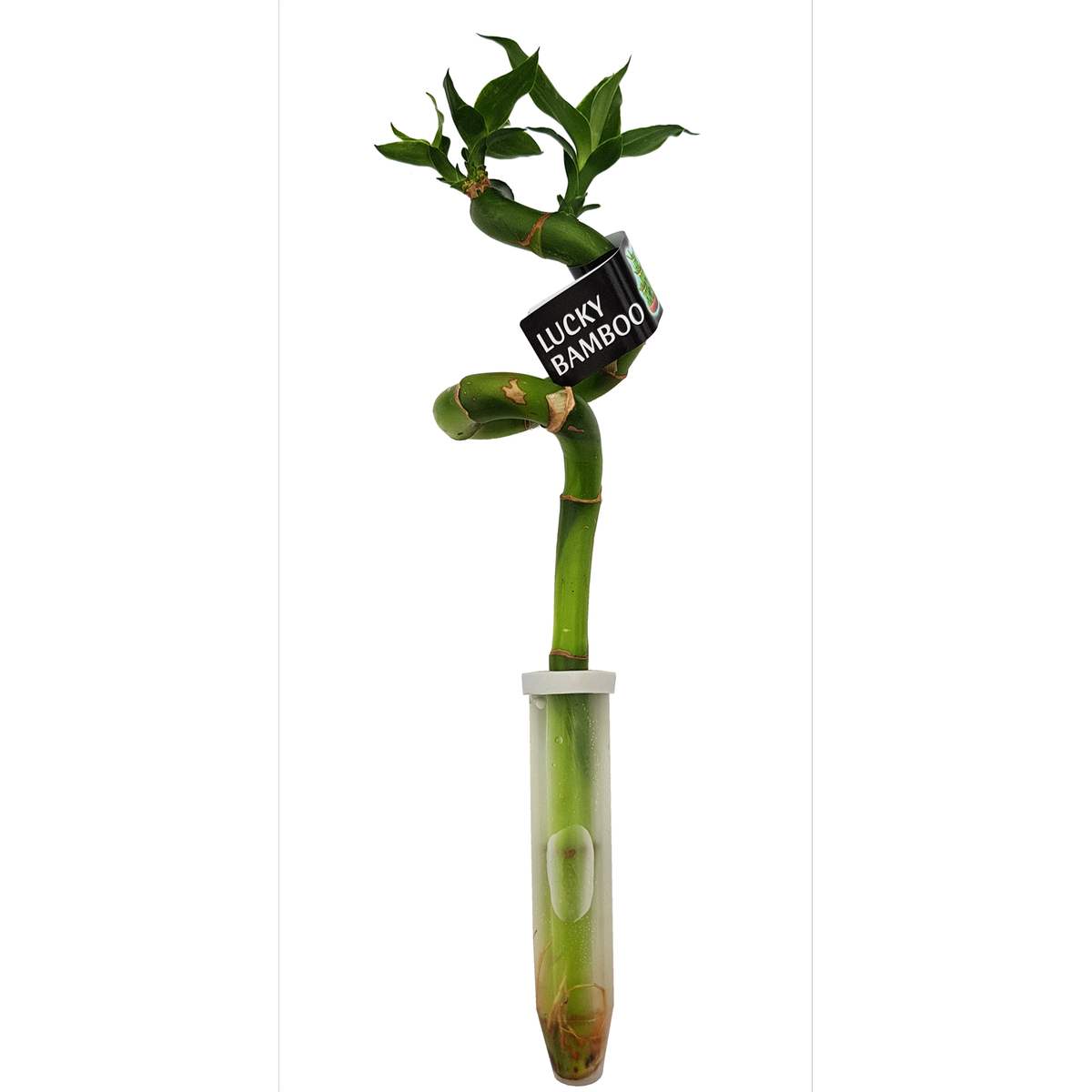 250mm Curly Cane Lucky Bamboo In Vial - Dracaena sanderiana - Bunnings ...