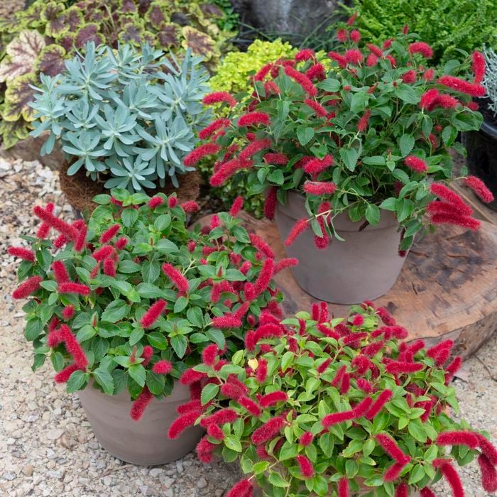 140mm Acalypha Stephie - Acalypha reptans - Bunnings Australia