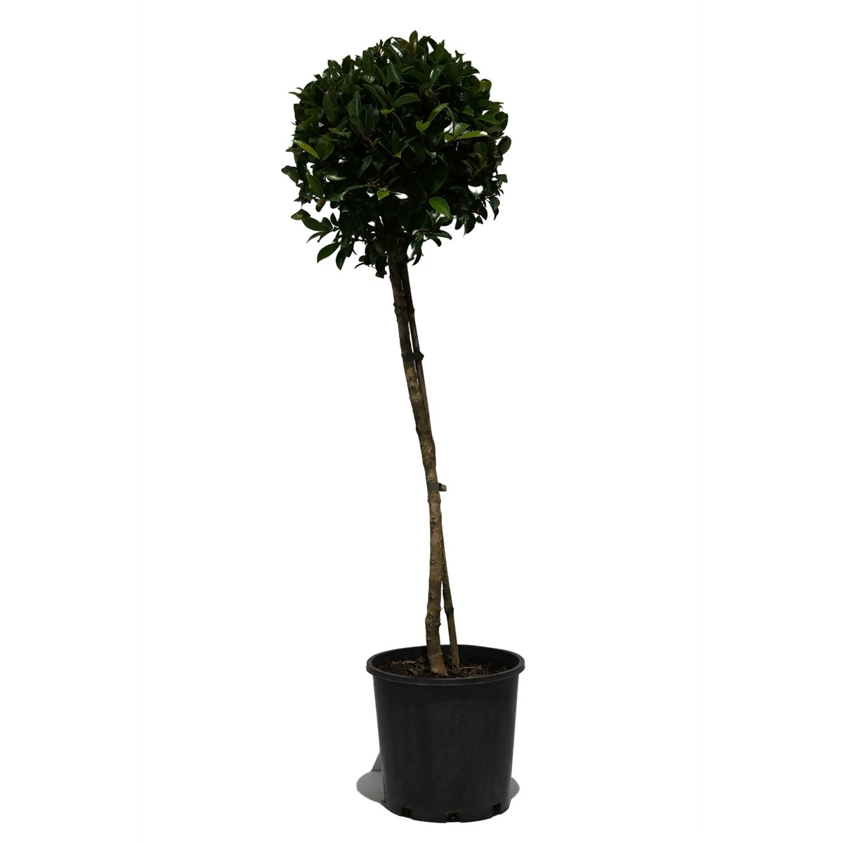 200mm Lilly Pilly Standard - Syzygium - Bunnings Australia