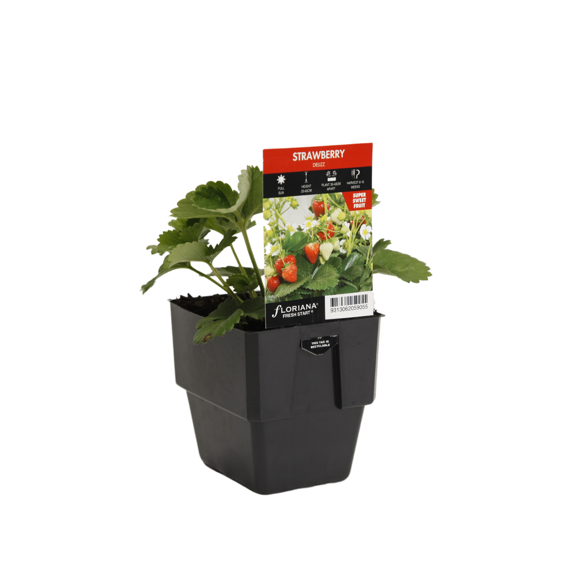 125mm Strawberry Delizz - Fragaria ananassa - Bunnings Australia