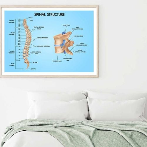 Spinal Structure Vector Design Educational Print 100% Australian Made ...