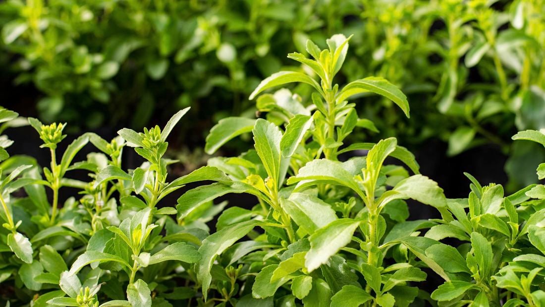 How to Grow Stevia - Bunnings Australia