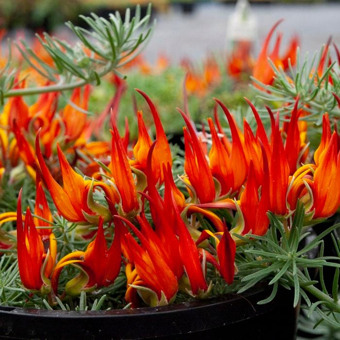 140mm Lotus Red Flash - Lotus berthelotti - Bunnings Australia