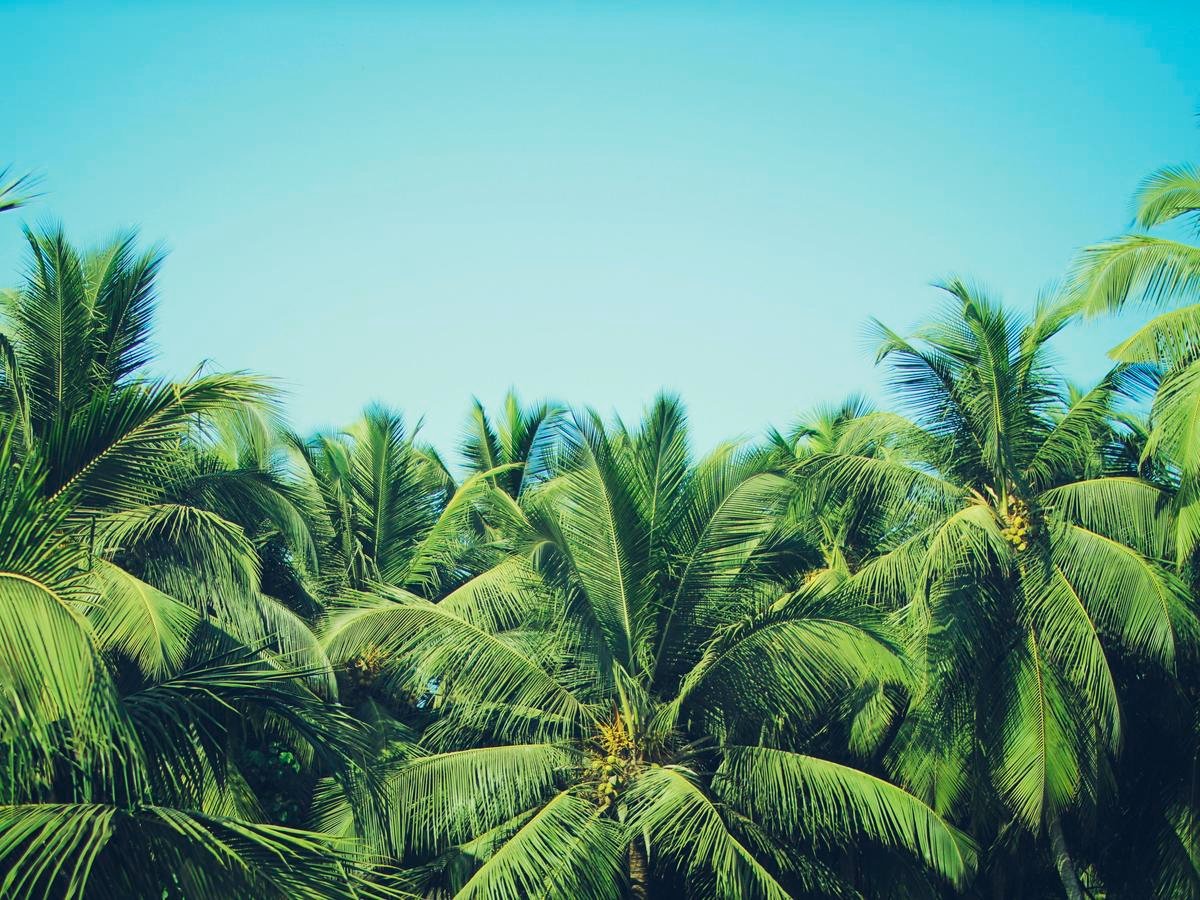 How to Grow And Care For Palm Trees - Bunnings New Zealand