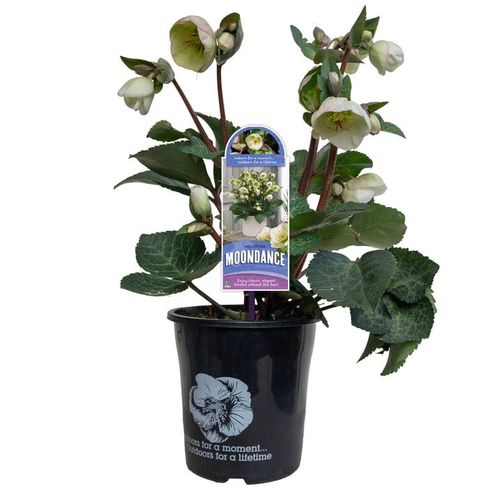 180mm Helleborus Moondance - Helleborus hybridus - Bunnings Australia