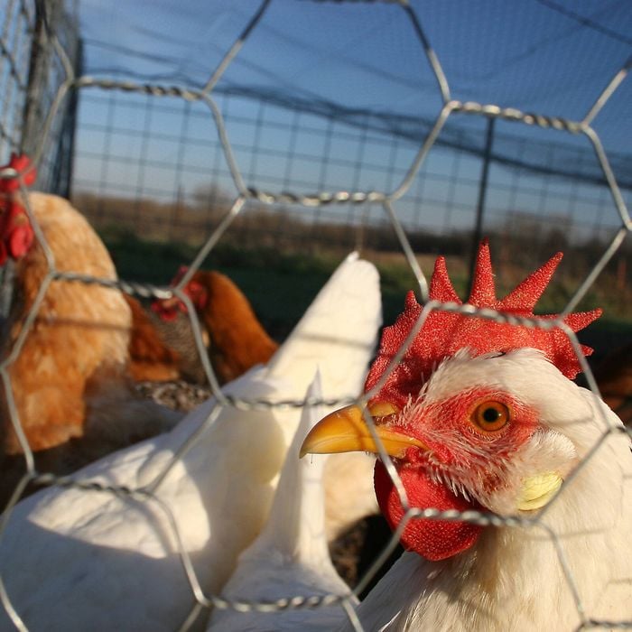 Saxon 90cm x 50m Chicken Wire Netting - Bunnings New Zealand