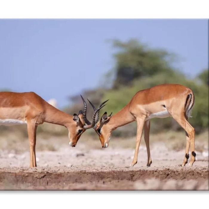 Two Fighting Male Impala Antelope Print 100% Australian Made 90 x 60cm ...