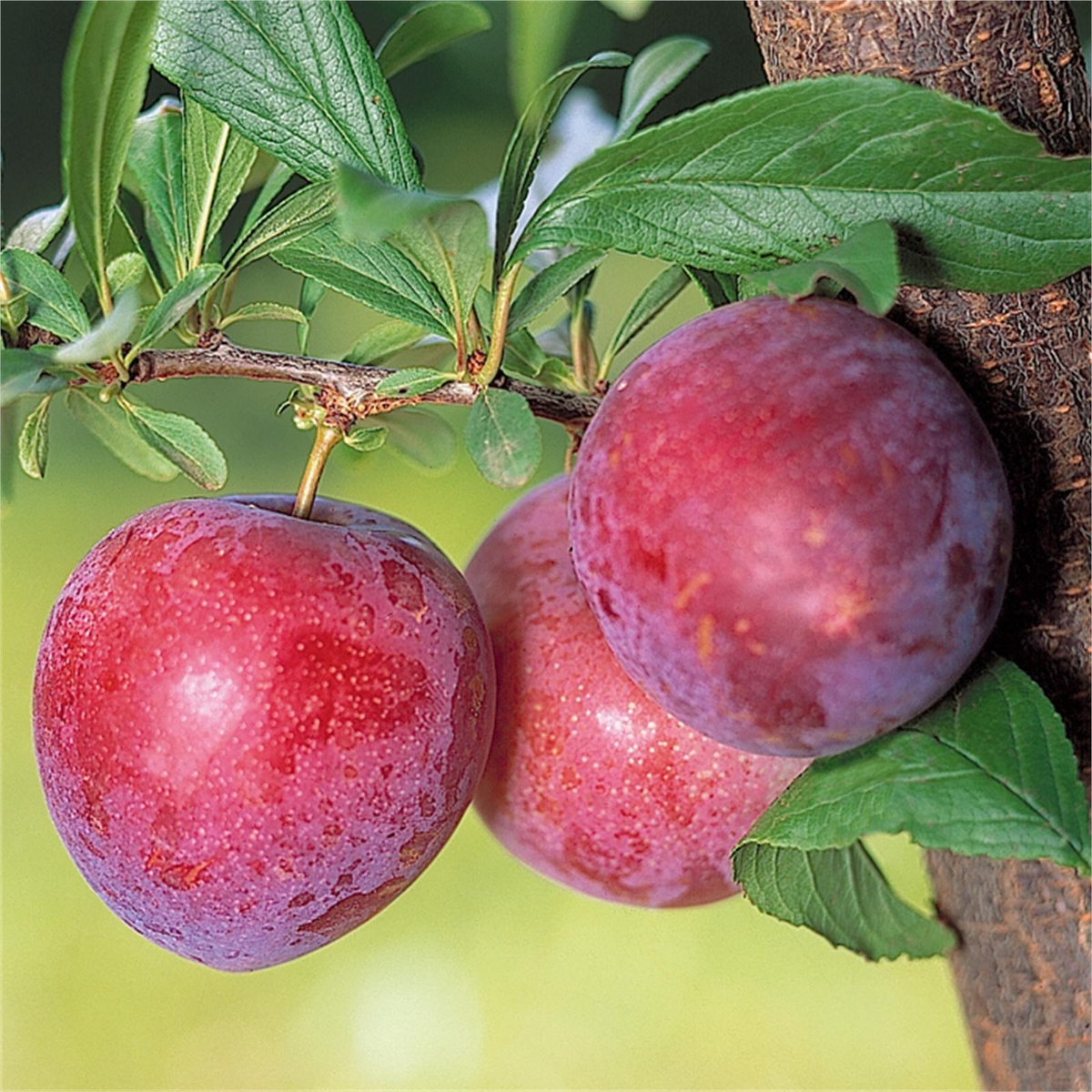Bagged Primetime Plum - Prunus spp - Bunnings Australia