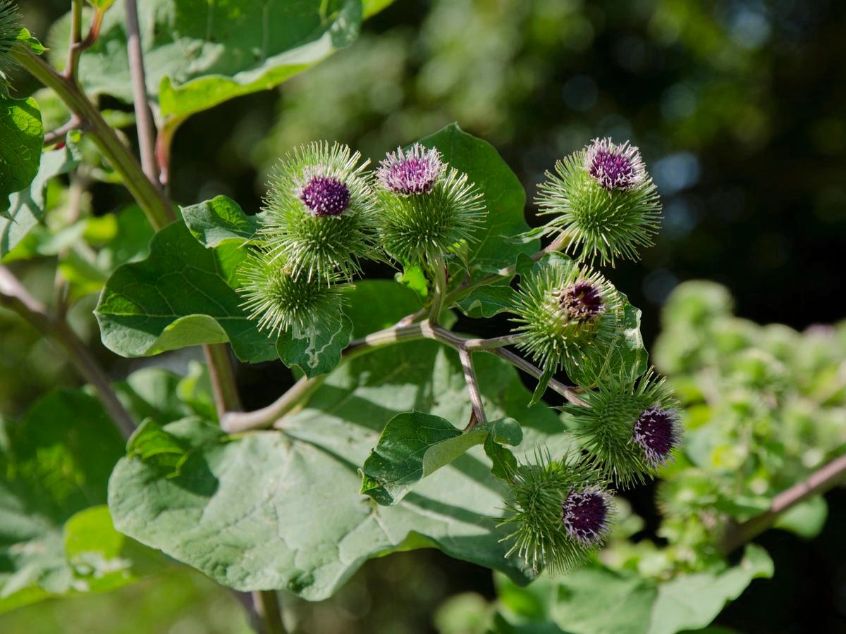 How To Grow And Care For Burdock - Bunnings Australia