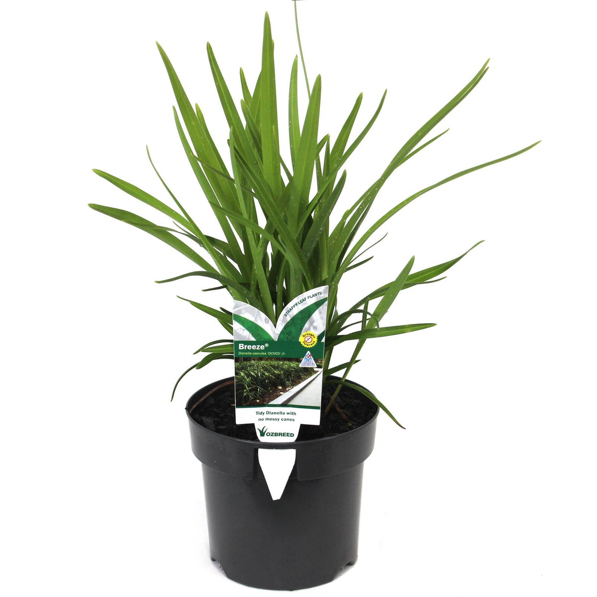 140MM Dianella Breeze - Dianella caerulea 'DCNCO' PBR - Bunnings Australia