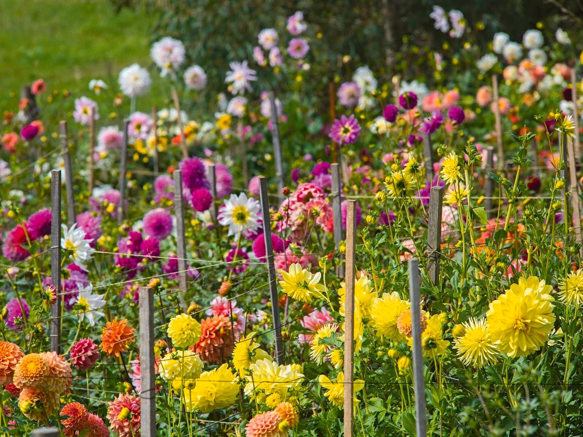 How To Start A Flower Garden: 13 Essential Steps - Bunnings Australia