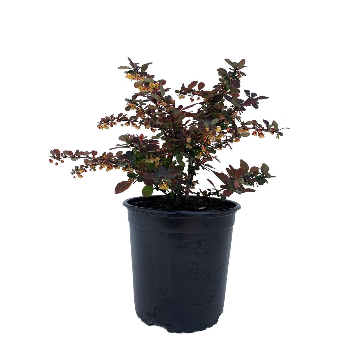 2L Berberis Rosy Glow - Berberis thunbergii Atropurpurea - Bunnings New Zealand