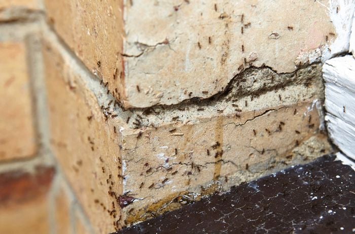 How To Get Rid Of Ants - Bunnings Australia