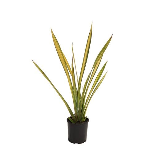 140mm Phormium - Phormium sp. - Bunnings Australia