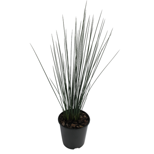 1.9L Rush - Juncus Blue Dart - Bunnings New Zealand