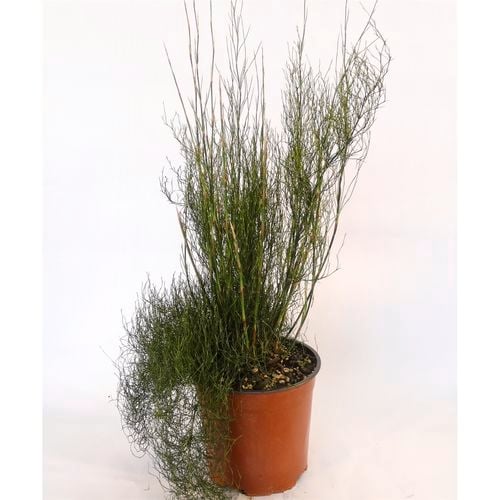 250mm Restio - Rhodocoma capensis - Bunnings New Zealand