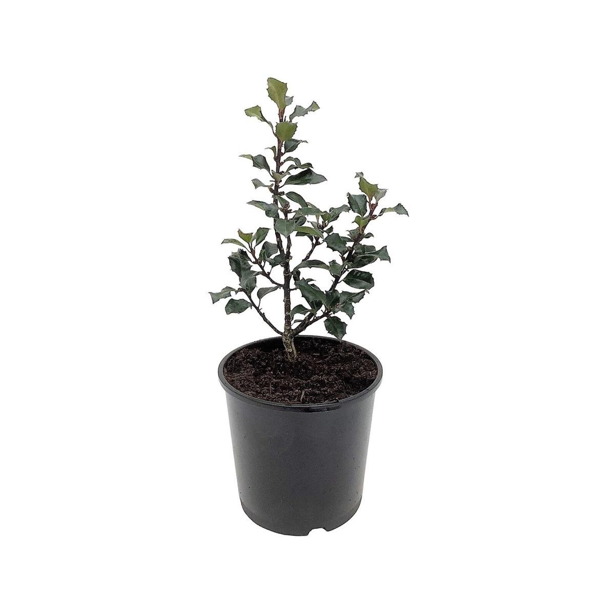 2.5L Holly Assorted - Ilex - Bunnings New Zealand