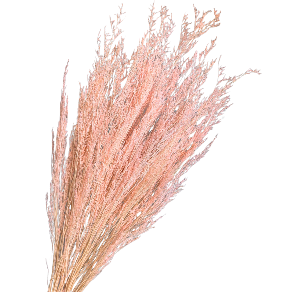 Blooms Of Joy 70cm Pink Preserved Limonium Caspia Flowers - Bunnings ...