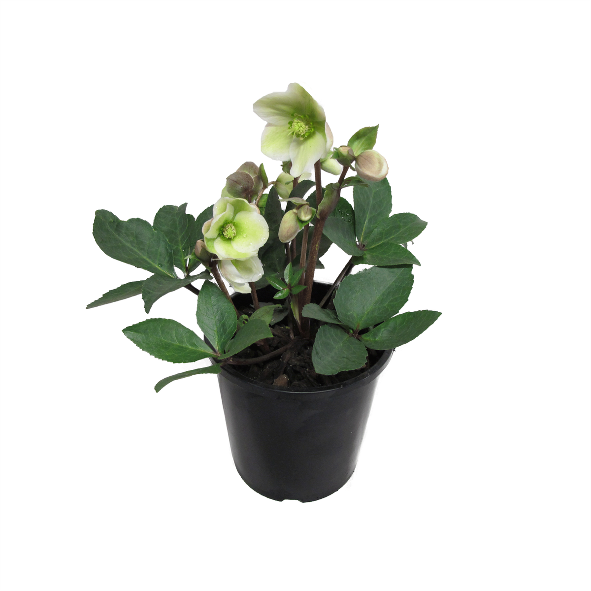 2.5L Helleborus Ivory Prince - Helleborus - Bunnings New Zealand