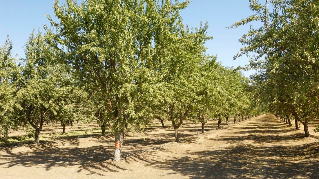 How To Grow An Almond Tree - Bunnings Australia