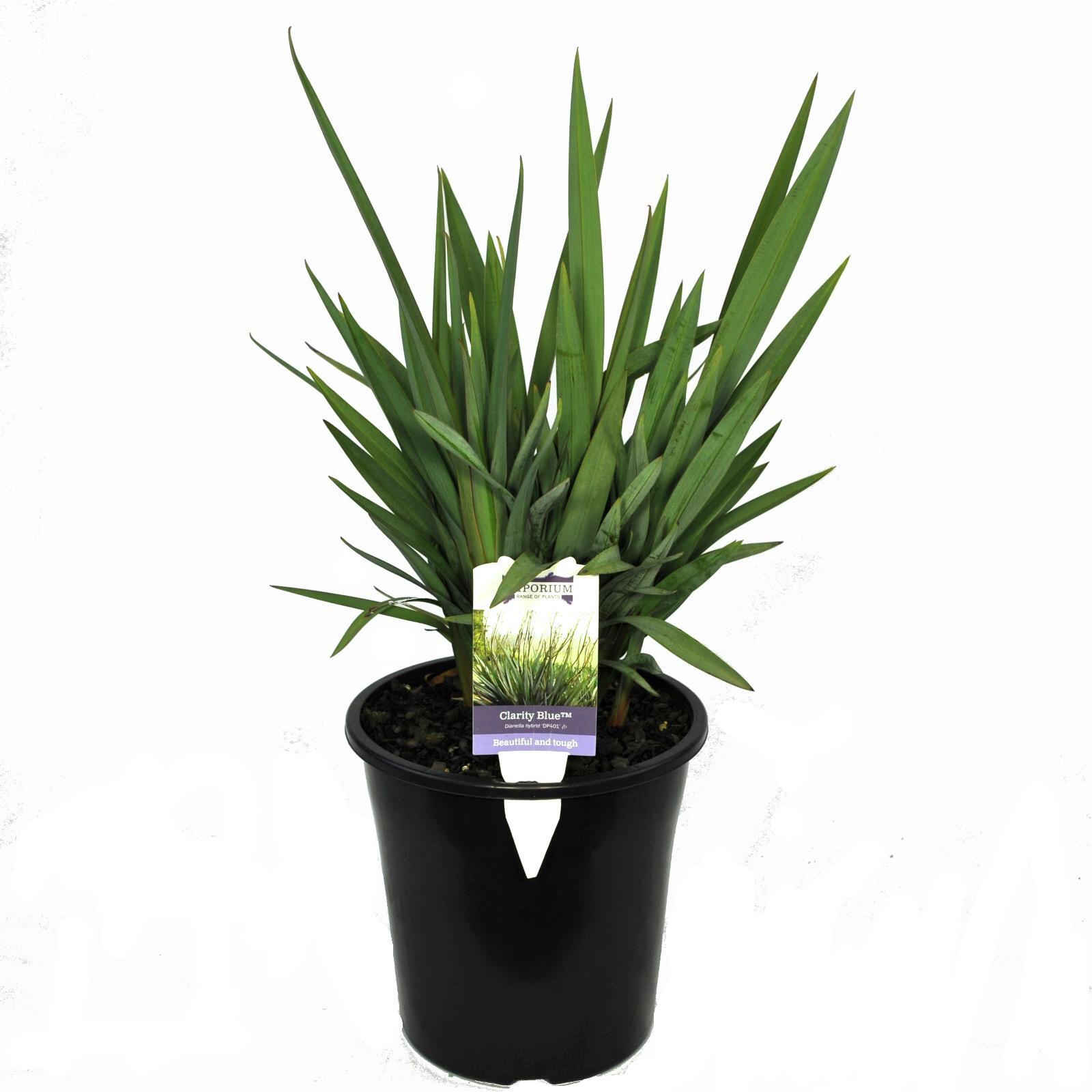 Grasses bunnings store