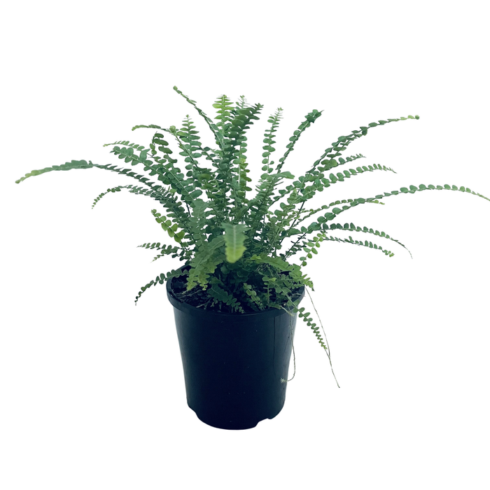 140mm Nephrolepsis Duffii Fern - Nephrolepsis cordifolia - Bunnings ...