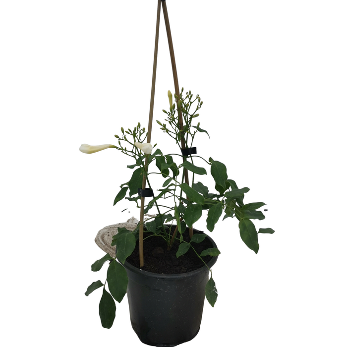 2.5L Pandorea Lady Di - Pandorea jasminoides - Bunnings New Zealand