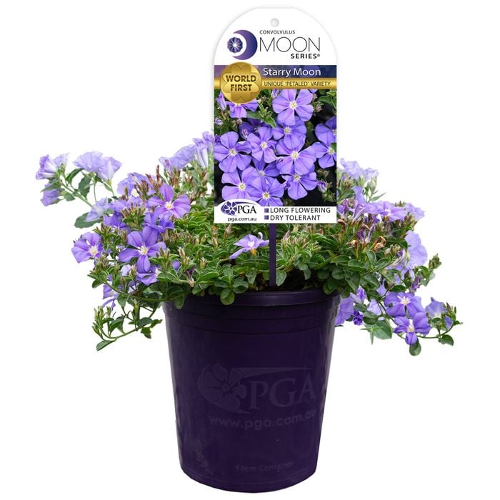 140mm Convolvulus Starry Moon - Convolvulus sabatius - Bunnings Australia