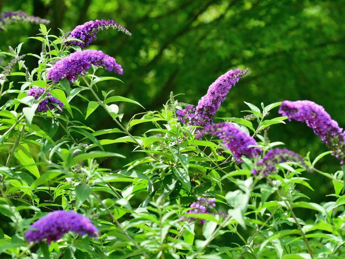 How To Grow And Care For Buddleia (Butterfly Bush) - Bunnings Australia