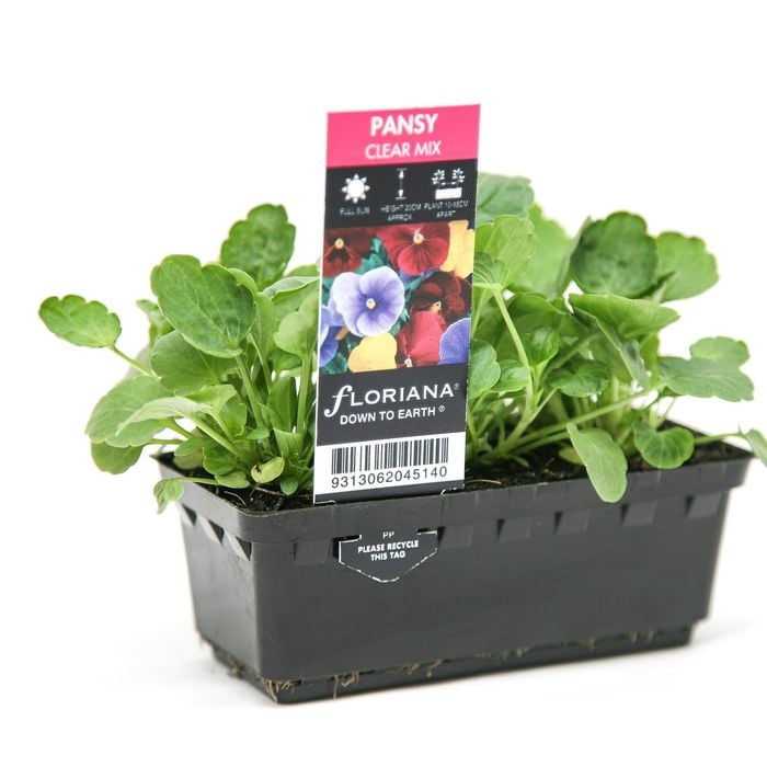 Punnet Pansy Clear Mix - Pansy wittrockiana - Bunnings Australia