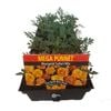Marigold Safari Mix - Tagetes patula - Mega Punnet Flowering Range ...