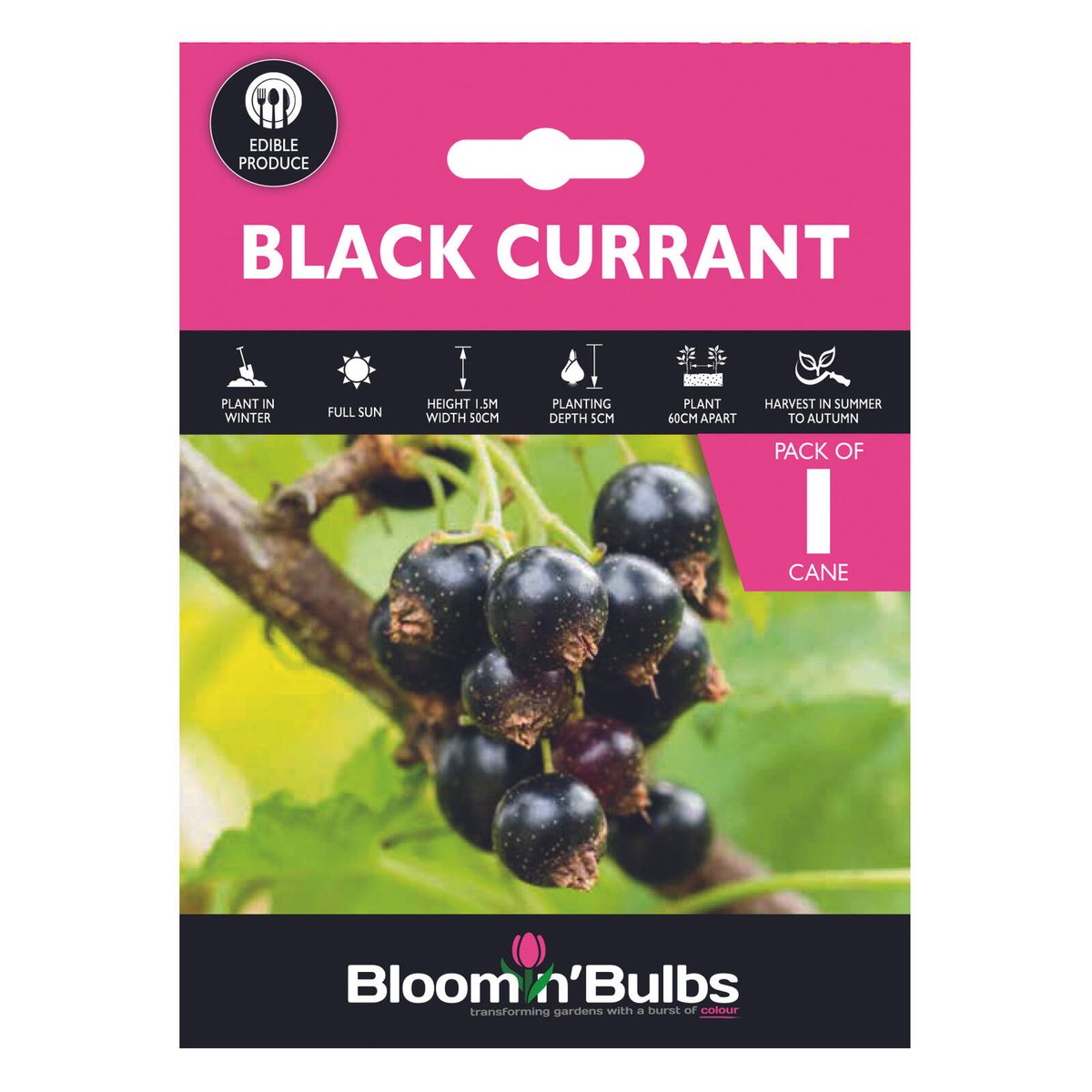 Bloomin' Bulbs Dark Blue Black Currant 1pk - Bunnings Australia
