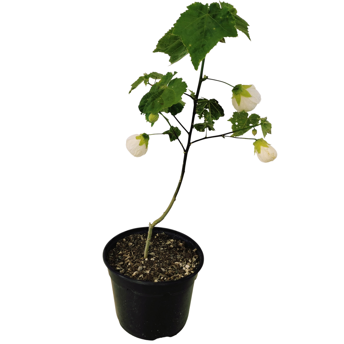 2.5L Dwarf Abutilon White Gold - Abutilon species - Bunnings New Zealand