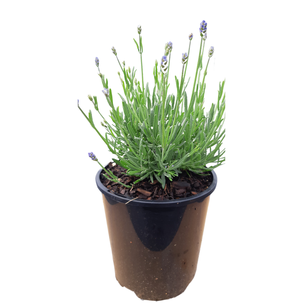 150mm Lavandula angustifolia Lavender Blue Mountain Plant - Bunnings ...