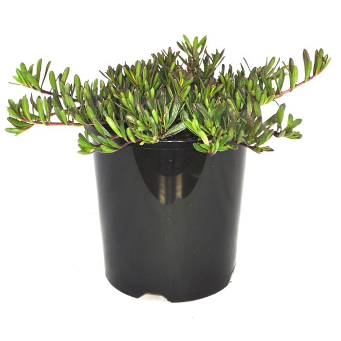 140mm Creeping Boobialla - Myoporum parvifolium purpurea - Bunnings ...