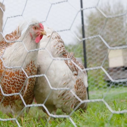 Jack 120cm x 50m Chicken Wire Netting - Bunnings Australia