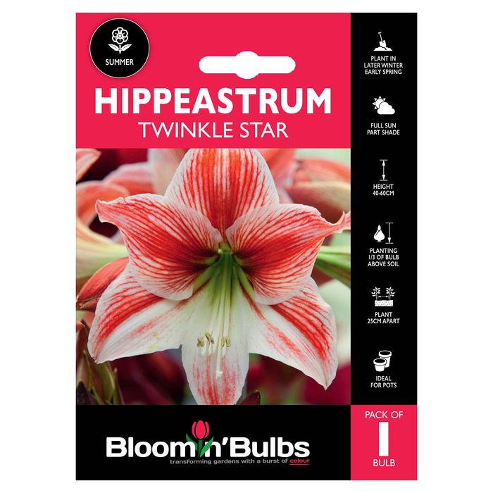 Bloomin' Bulbs Summer Red Hippeastrum Twinkle Star - 1 Pack - Bunnings ...