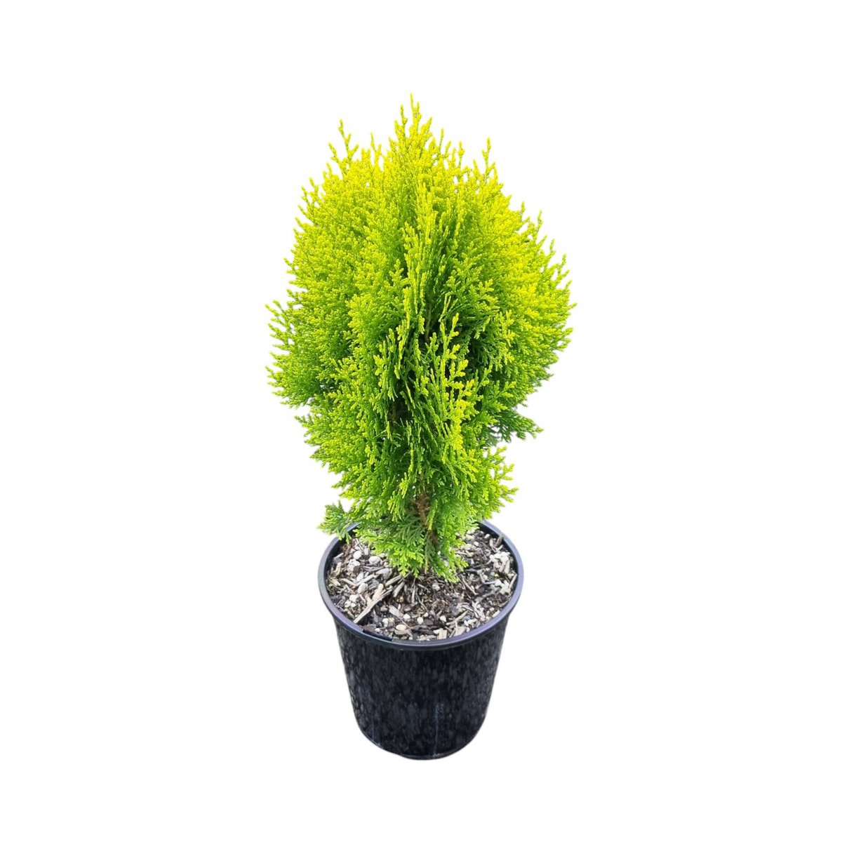3.3L Thuja O. Aurea Nana - Bunnings New Zealand