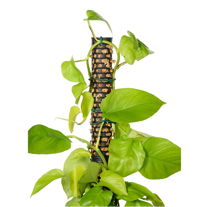 MAZE Moss Pole - 4 Pack with 2 Spikes - Bunnings Australia