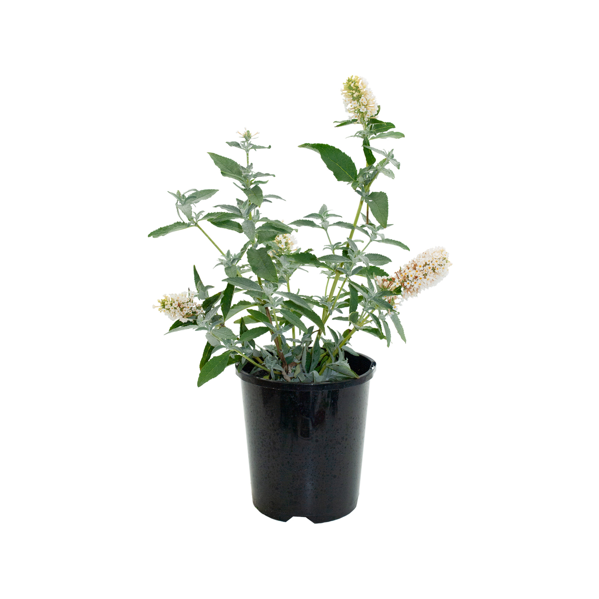 140mm Buzz Butterfly Bush - Buddleja davidii 'Buzz Ivory' - Bunnings ...