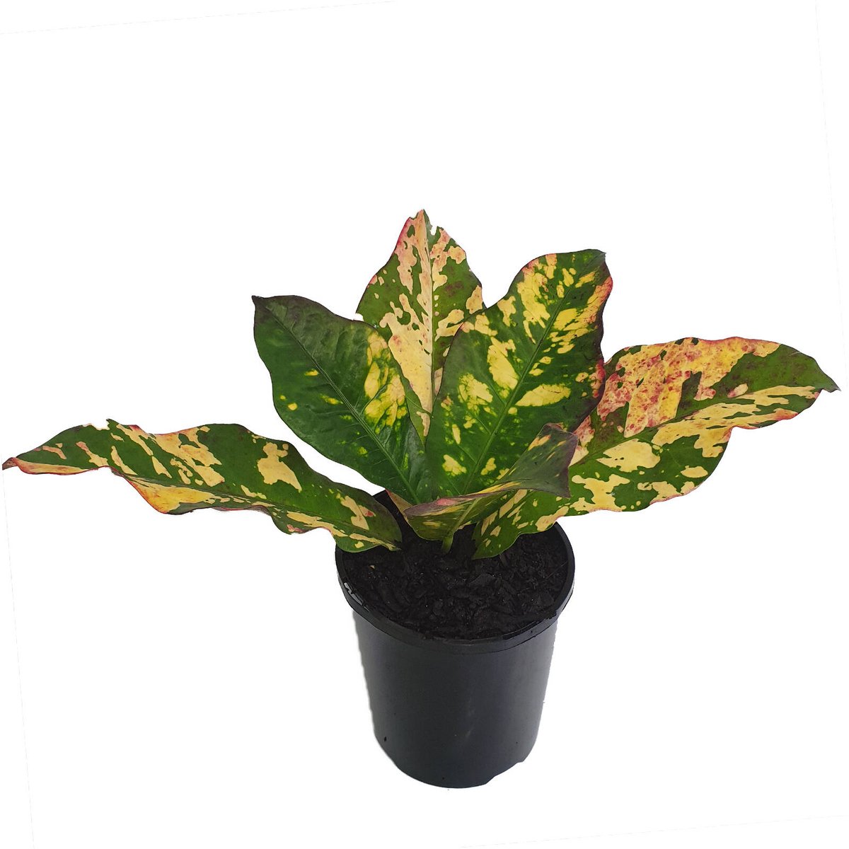 180mm Magnificent - Croton Codiaeum variegatum - Bunnings Australia