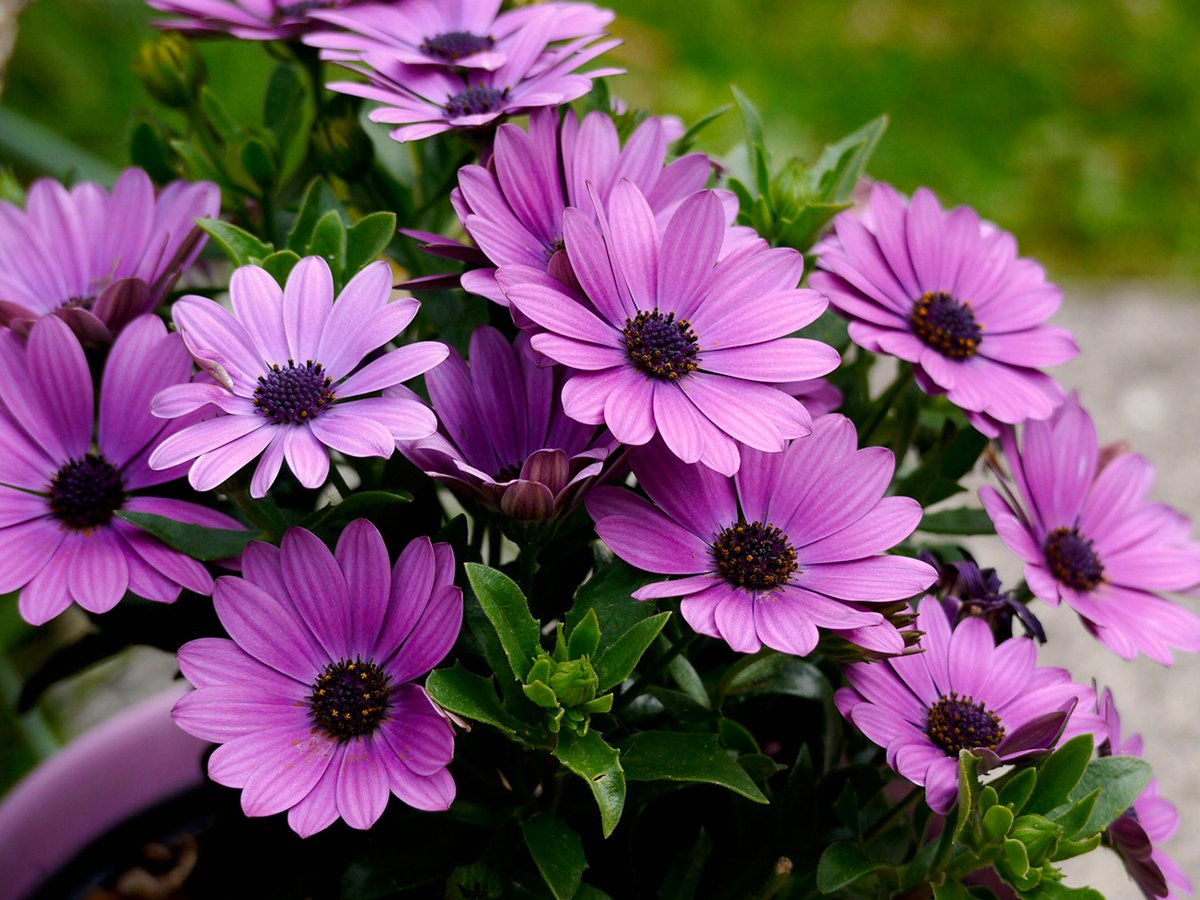 Four Daisy Varieties To Try In Your Garden - Bunnings New Zealand
