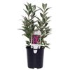 140mm Buzz Butterfly Bush - Buddleja davidii Buzz Velvet - Bunnings ...